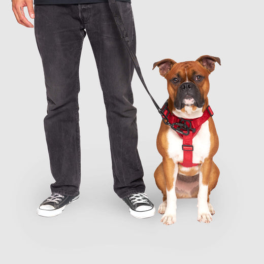 Canada Pooch Complete Control Harness - Red – Decker's Dog + Cat
