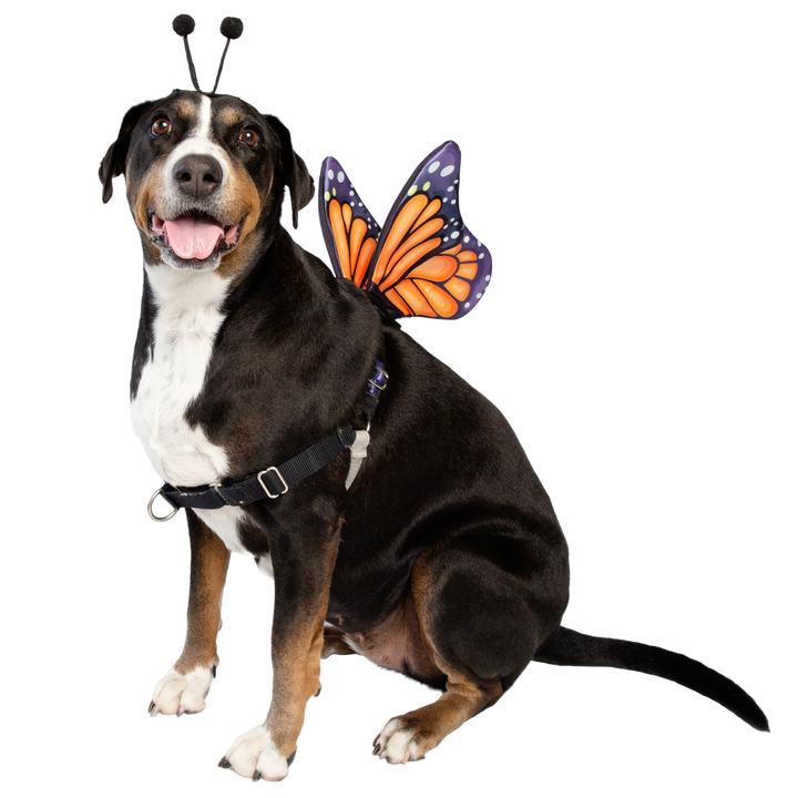 Dog Butterfly Costume
